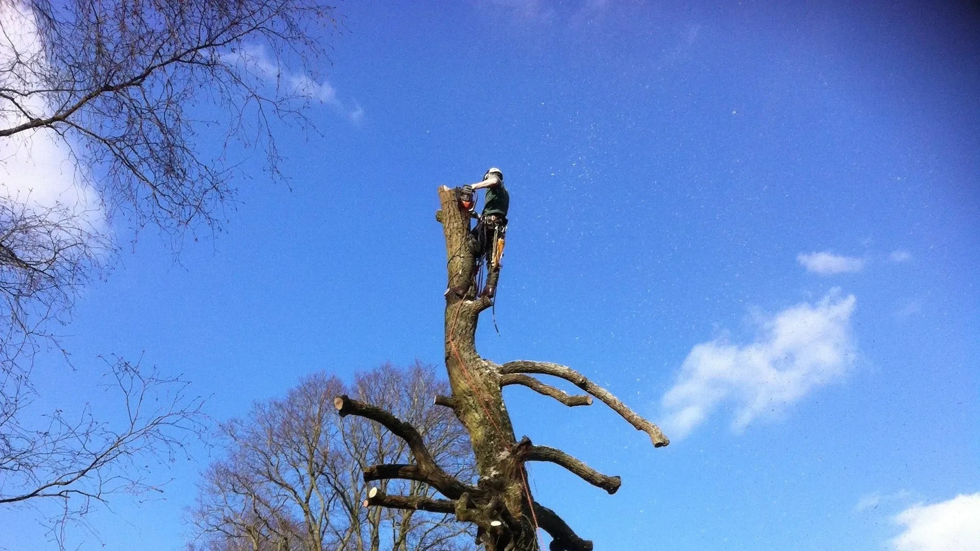 Qualifications – Tree Surgery Services