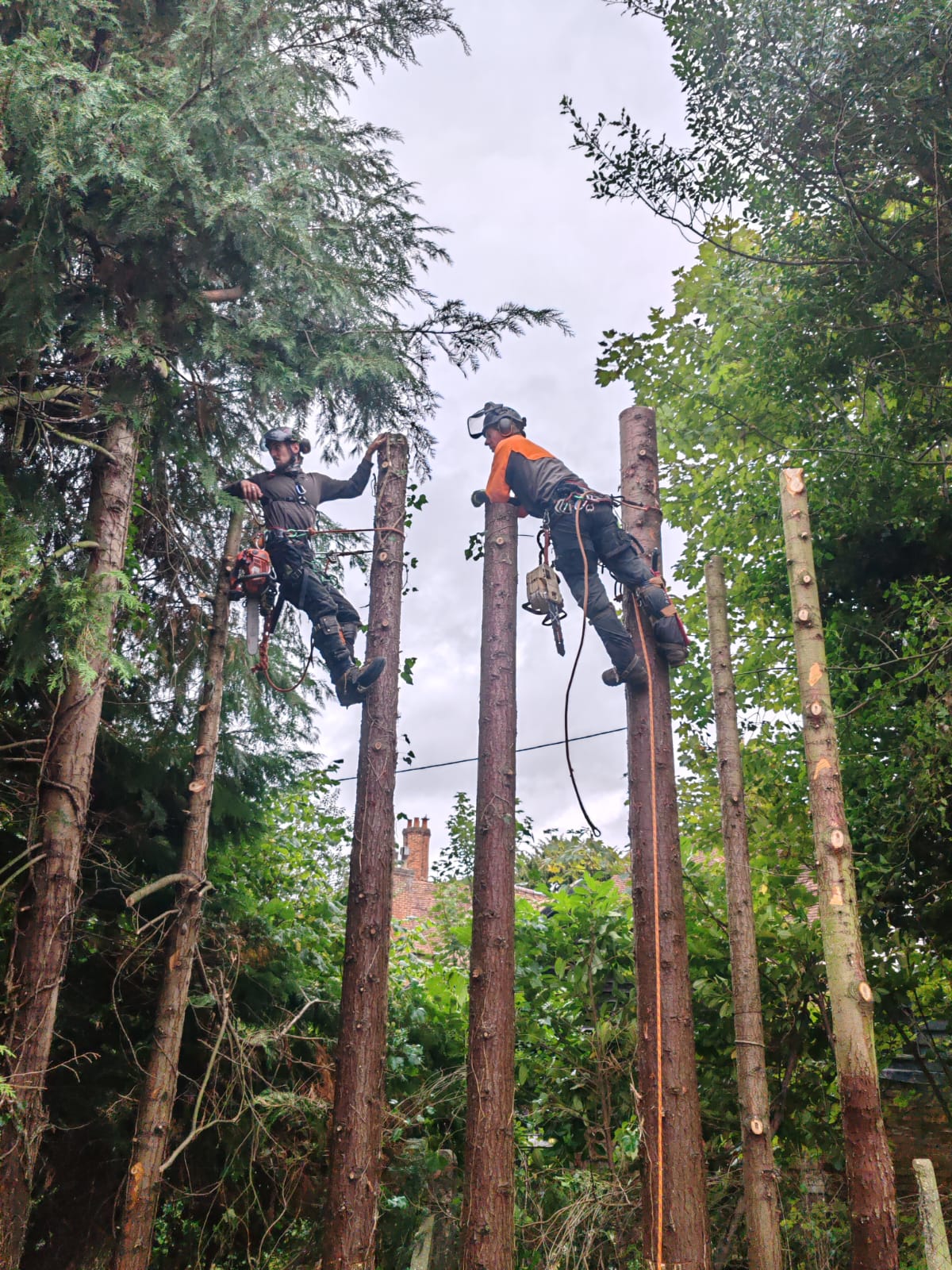 Contact – Tree Surgery Services